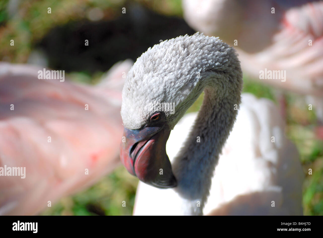 Flamands roses Banque de photographies et d’images à haute résolution ...