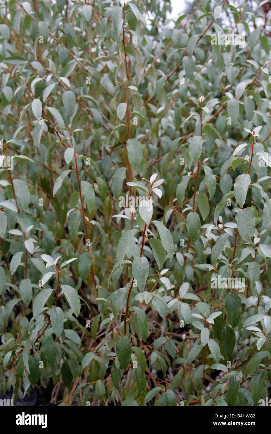 Elaeagnus arbuste Banque de photographies et d’images à haute ...