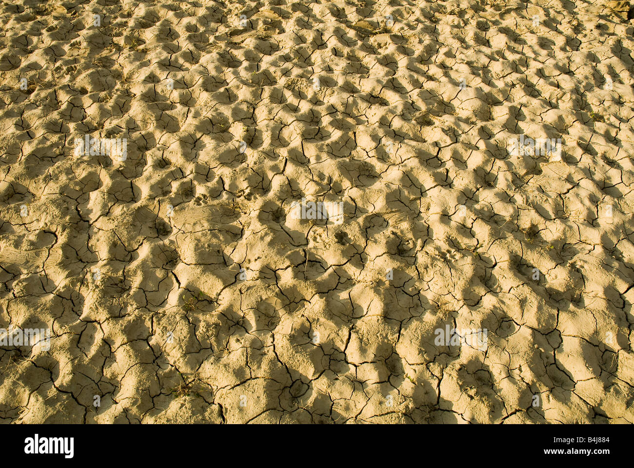 Crackled mud Banque de photographies et d’images à haute résolution - Alamy