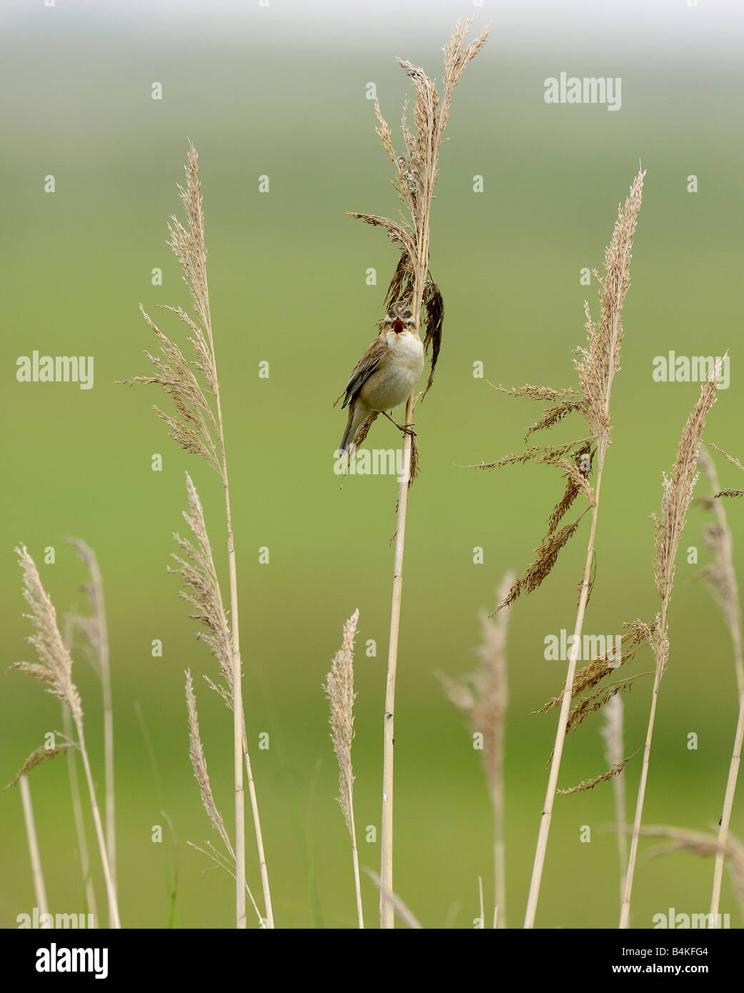 Female reed bunting Banque de photographies et d’images à haute ...