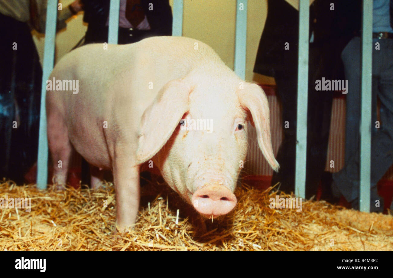 Les grandes oreilles de porc oreilles de porc long animal animaux ...