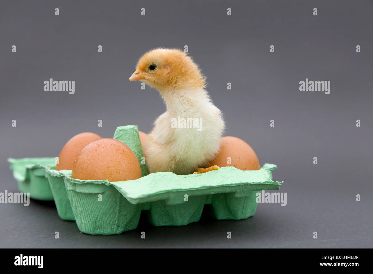 Poussin et oeuf Banque de photographies et d’images à haute résolution ...