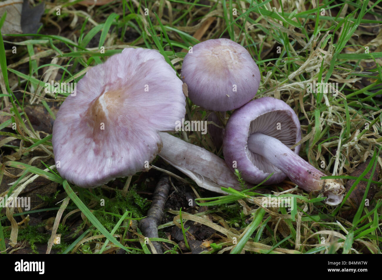 Inocybe lilacina Banque de photographies et d’images à haute résolution ...