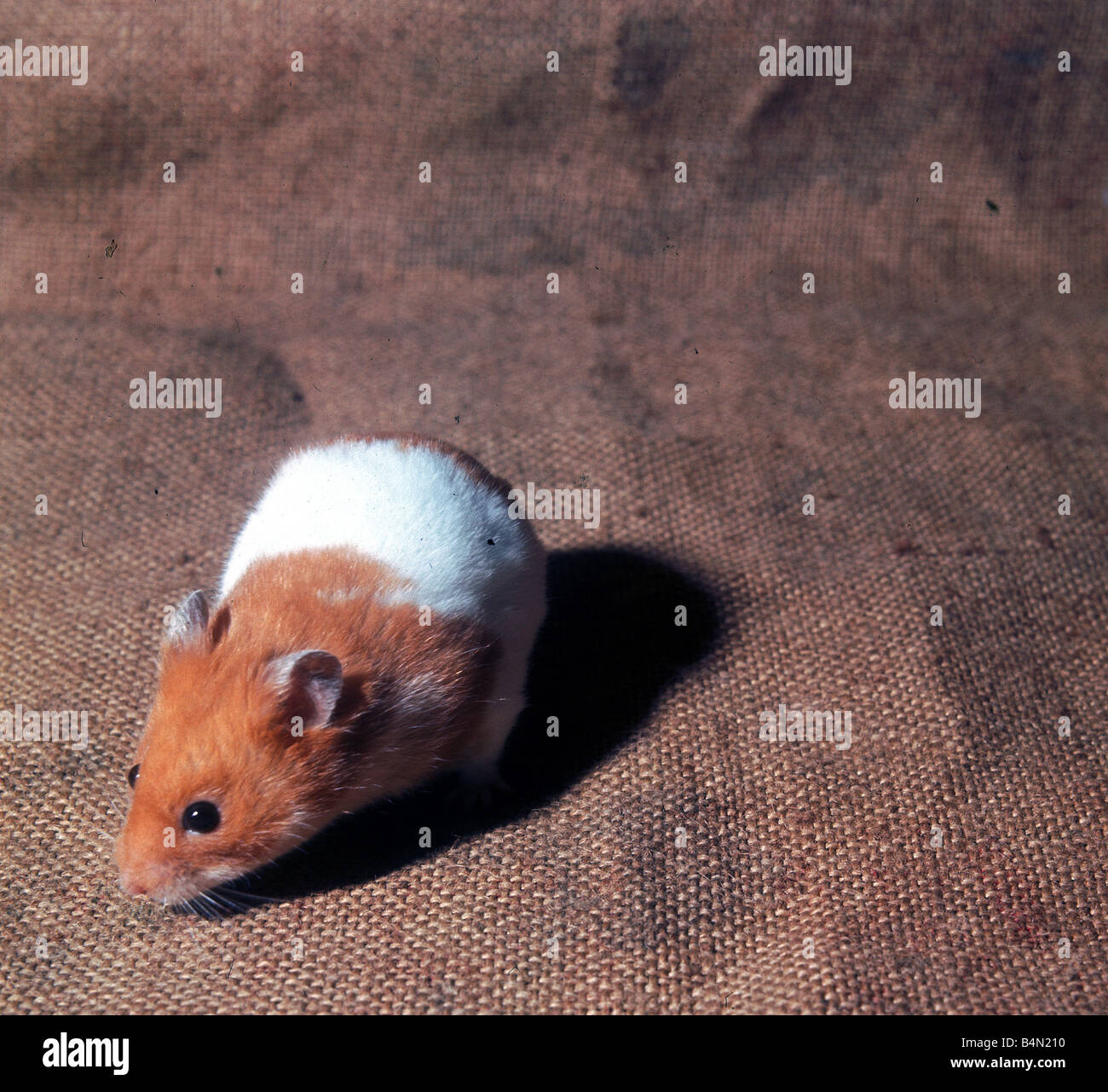 Un hamster brun Banque de photographies et d’images à haute résolution ...