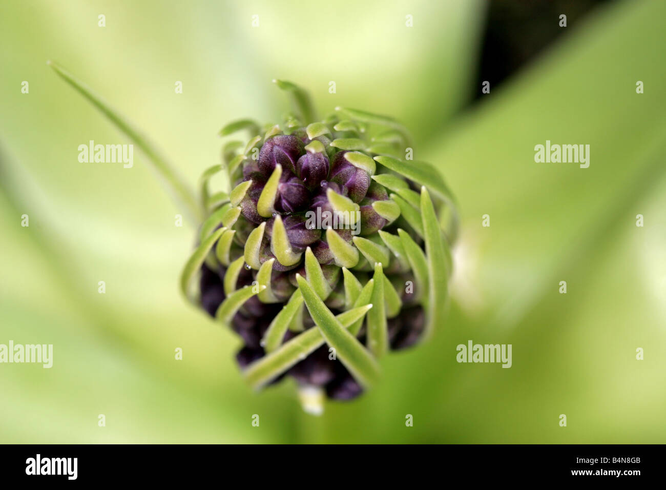 Nectaires de fleurs Banque de photographies et d’images à haute ...