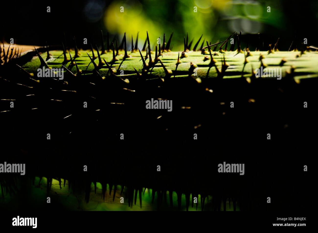 Spiney cactus Banque de photographies et d’images à haute résolution ...