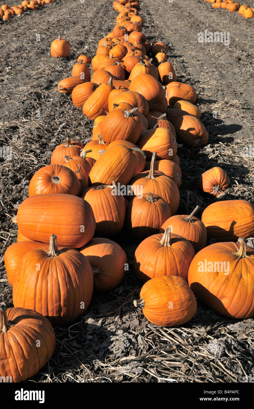 Champ de citrouille Banque de photographies et d’images à haute ...