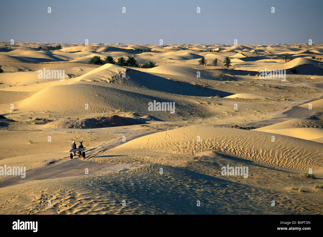 L'Algérie Touggourt âne désert du Sahara Photo Stock - Alamy