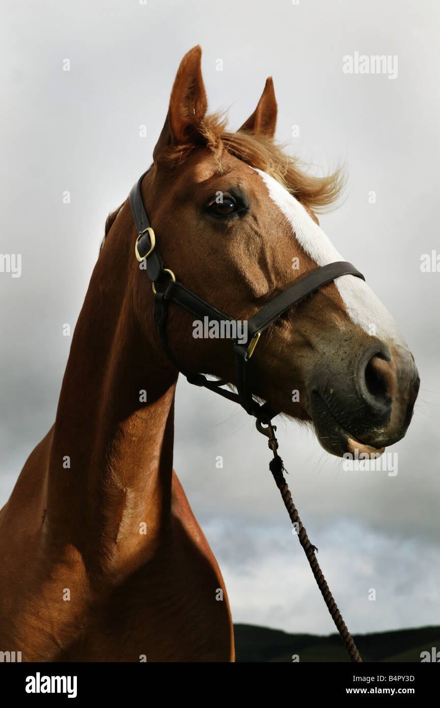 Grand cheval avec selle Banque de photographies et d’images à haute ...