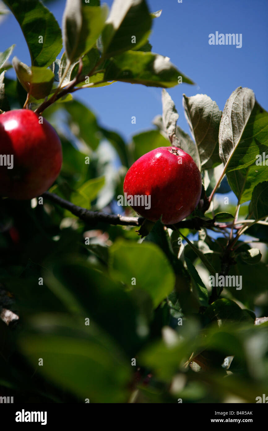Pommes rouges dans un arbre Banque de photographies et d’images à haute ...