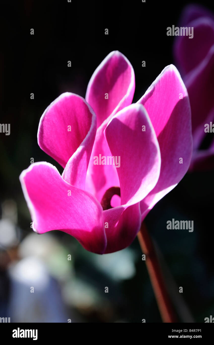 Cyclamen rose Banque de photographies et d’images à haute résolution ...
