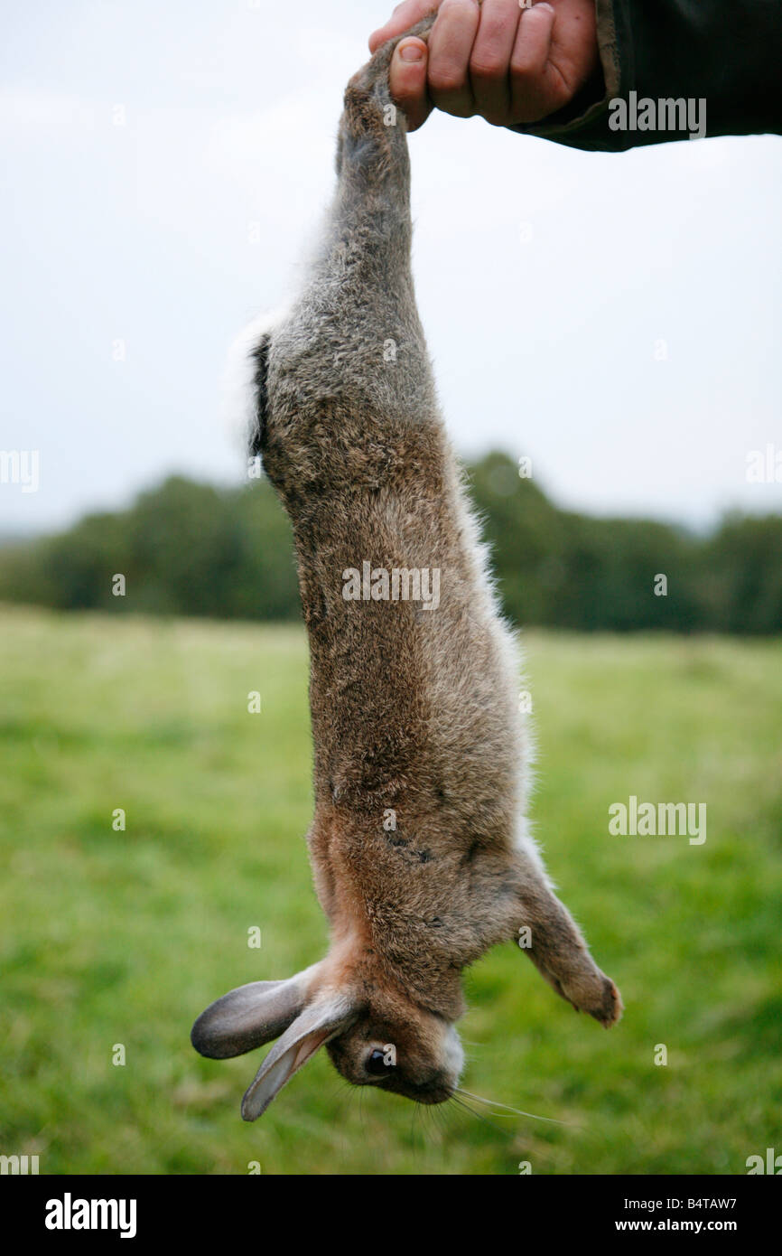 Lapin mort Banque de photographies et d’images à haute résolution - Alamy