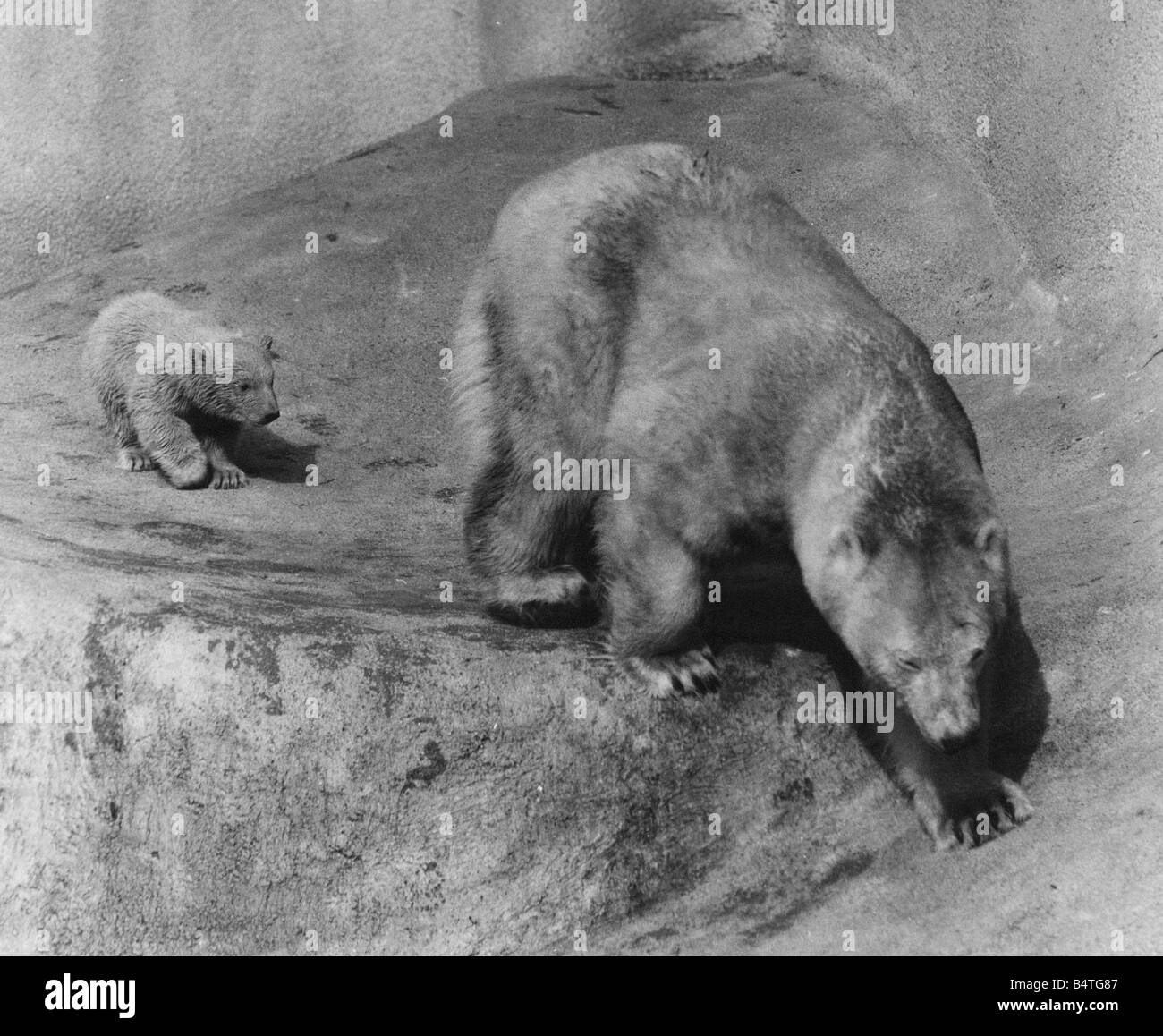 Pipaluk polar bear cub avec sa mère Sally au Zoo de Londres Photo Stock ...