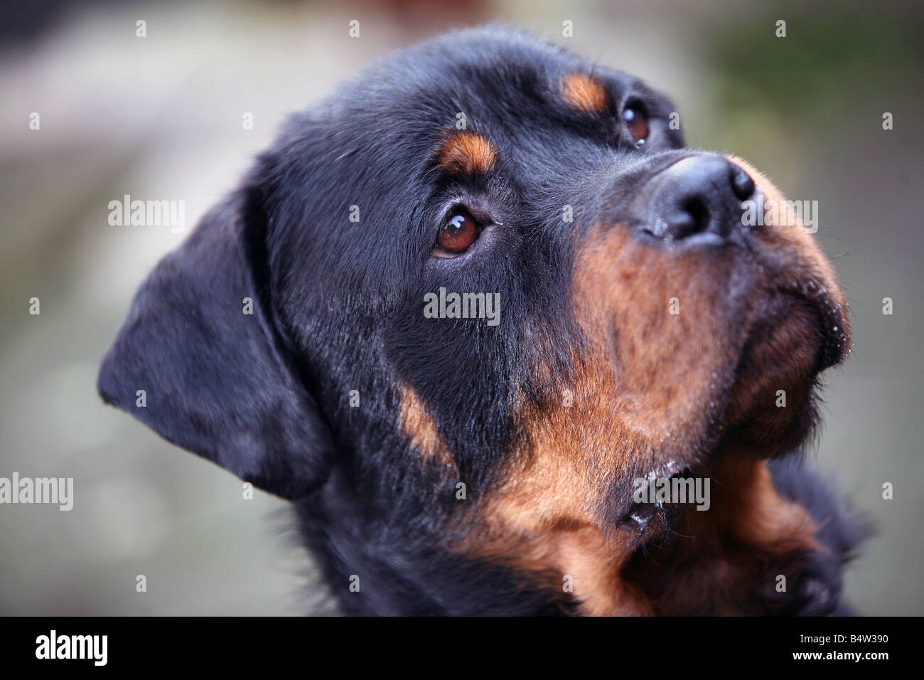 Chien rottweiler Banque de photographies et d’images à haute résolution ...