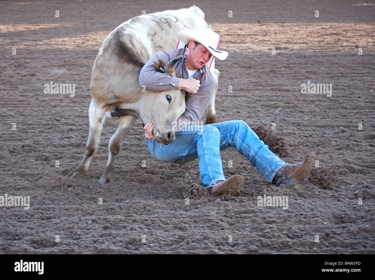 Rodeo Cowboy wrestling un bouvillon Photo Stock - Alamy