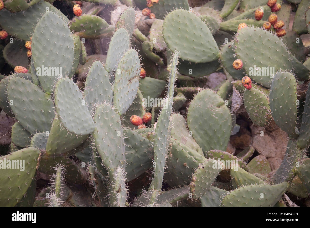 Poire en velours, plante de Cactus d'Opuntia tomentosa. Cactus ...