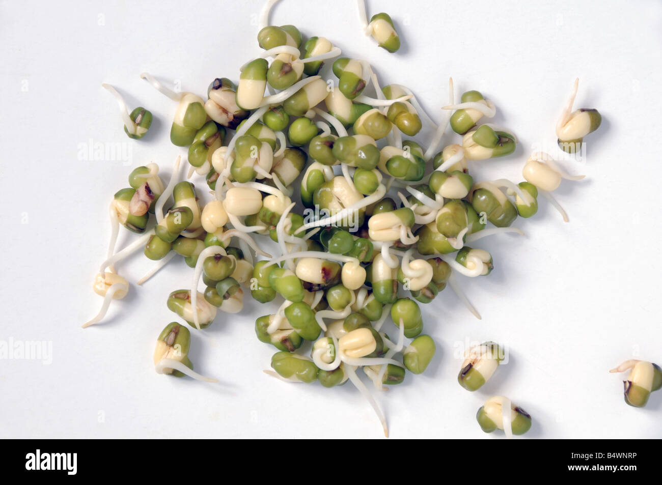 Haricot mungo Banque de photographies et d’images à haute résolution ...