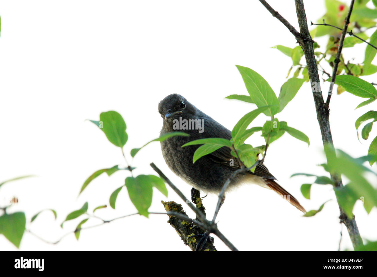 Vol de rossignol Banque de photographies et d’images à haute résolution ...