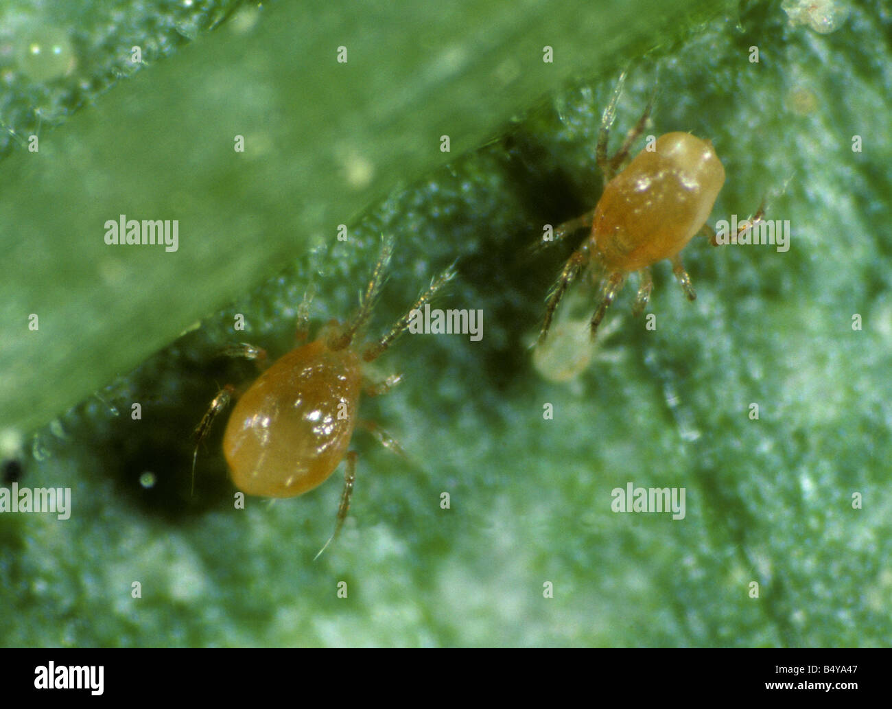 Acarien prédateur Phytoseiulus persimilis et tétranyque à deux points ...