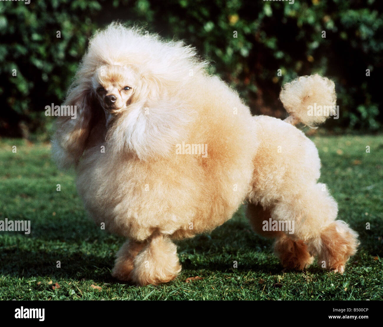 Profil standard Banque de photographies et d’images à haute résolution ...