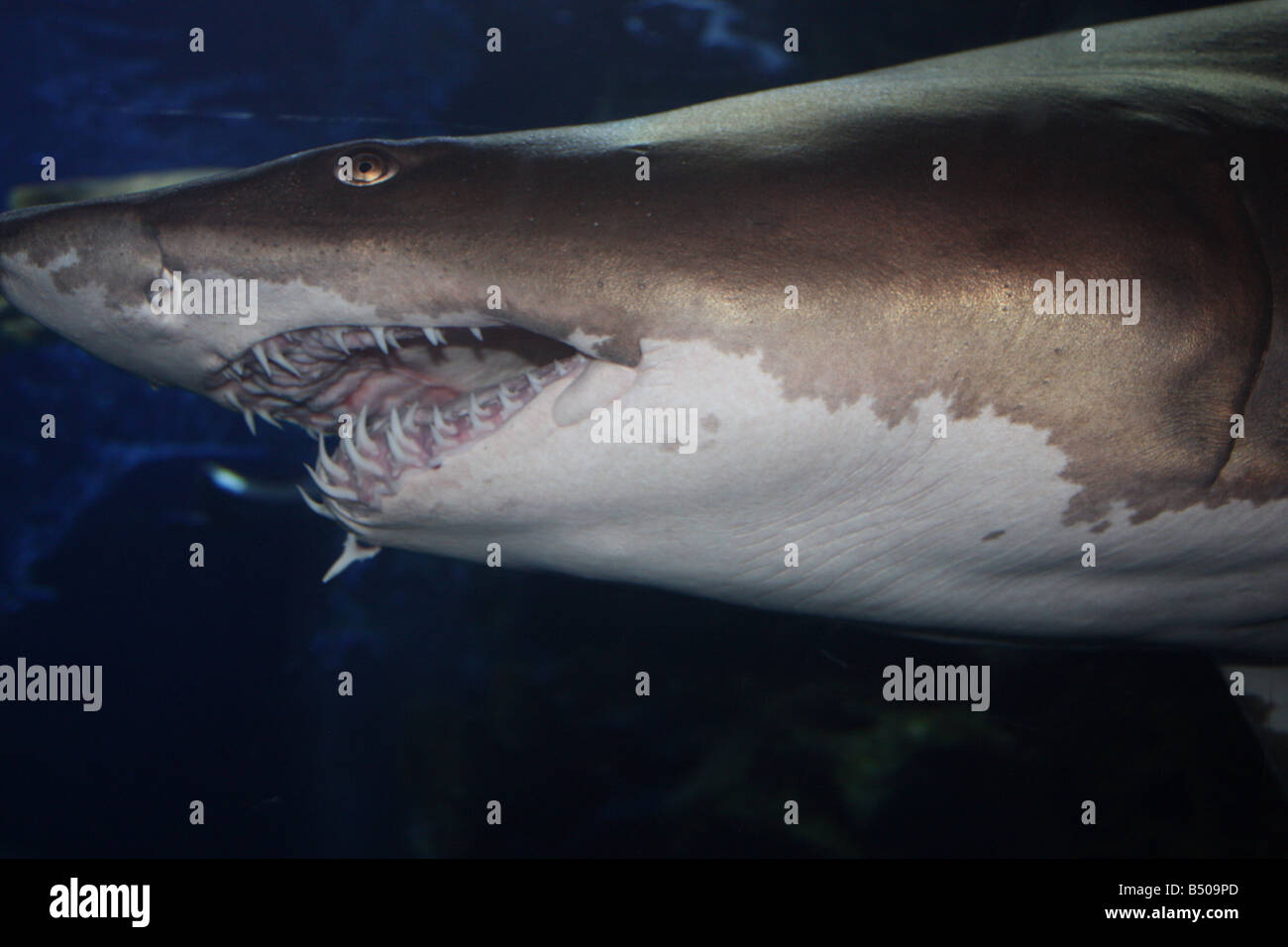 Shark jaws Banque de photographies et d’images à haute résolution - Alamy