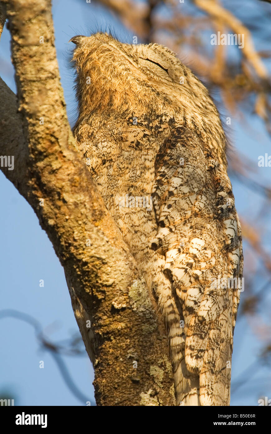 Super potoo Banque de photographies et d’images à haute résolution - Alamy