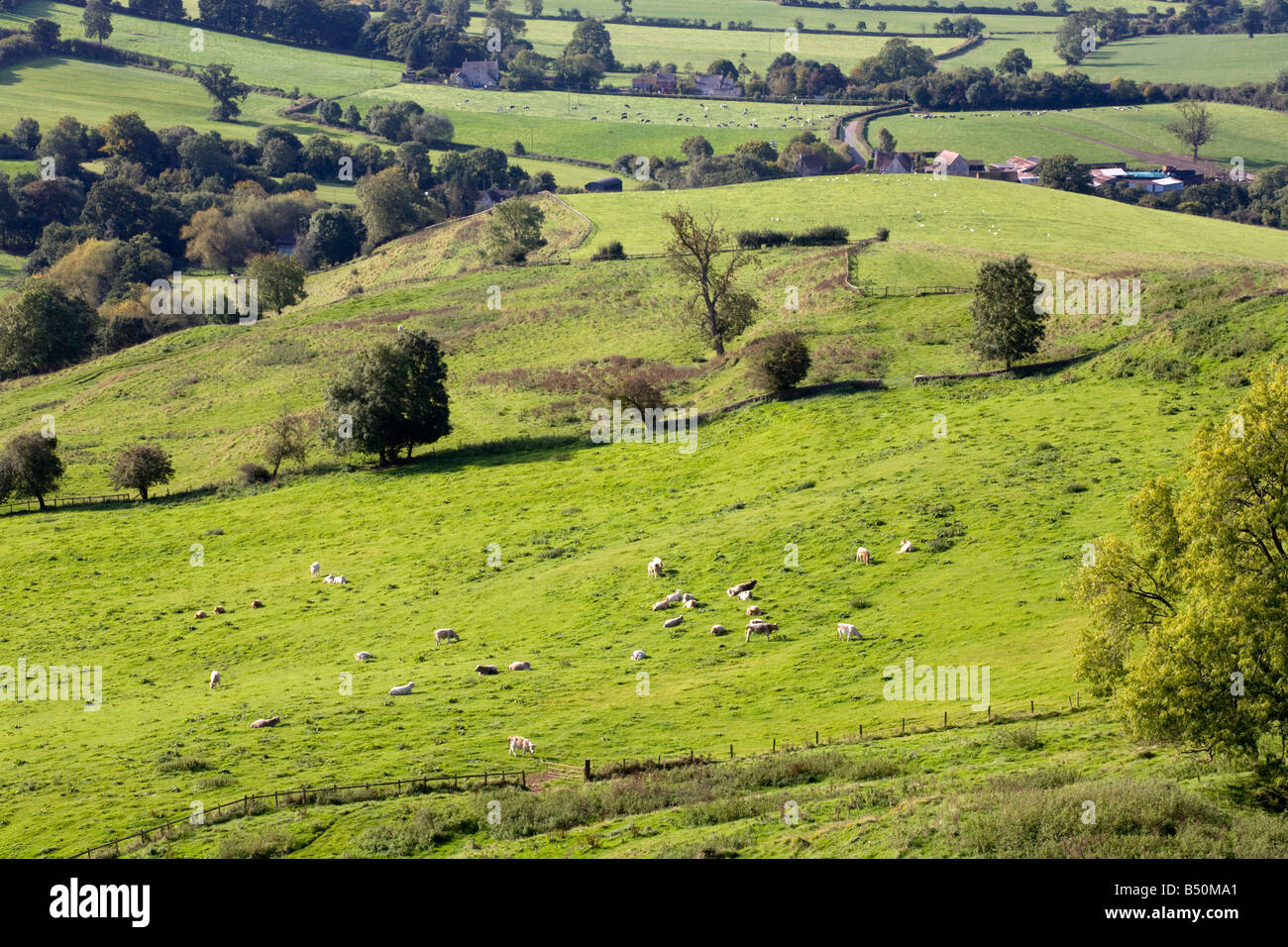 Pied de vaches Banque de photographies et d’images à haute résolution ...