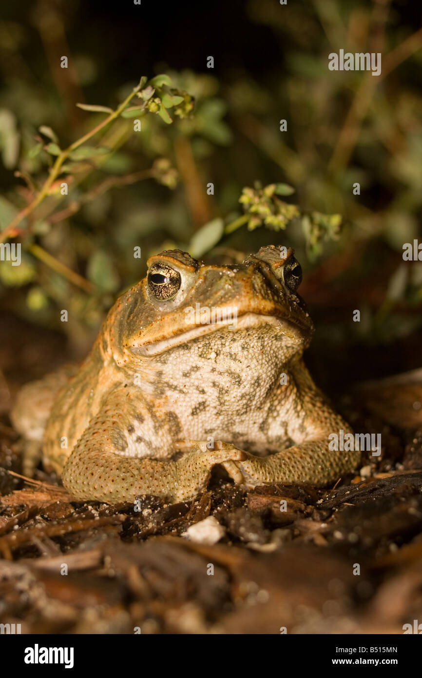 Crapaud géant Banque de photographies et d’images à haute résolution ...