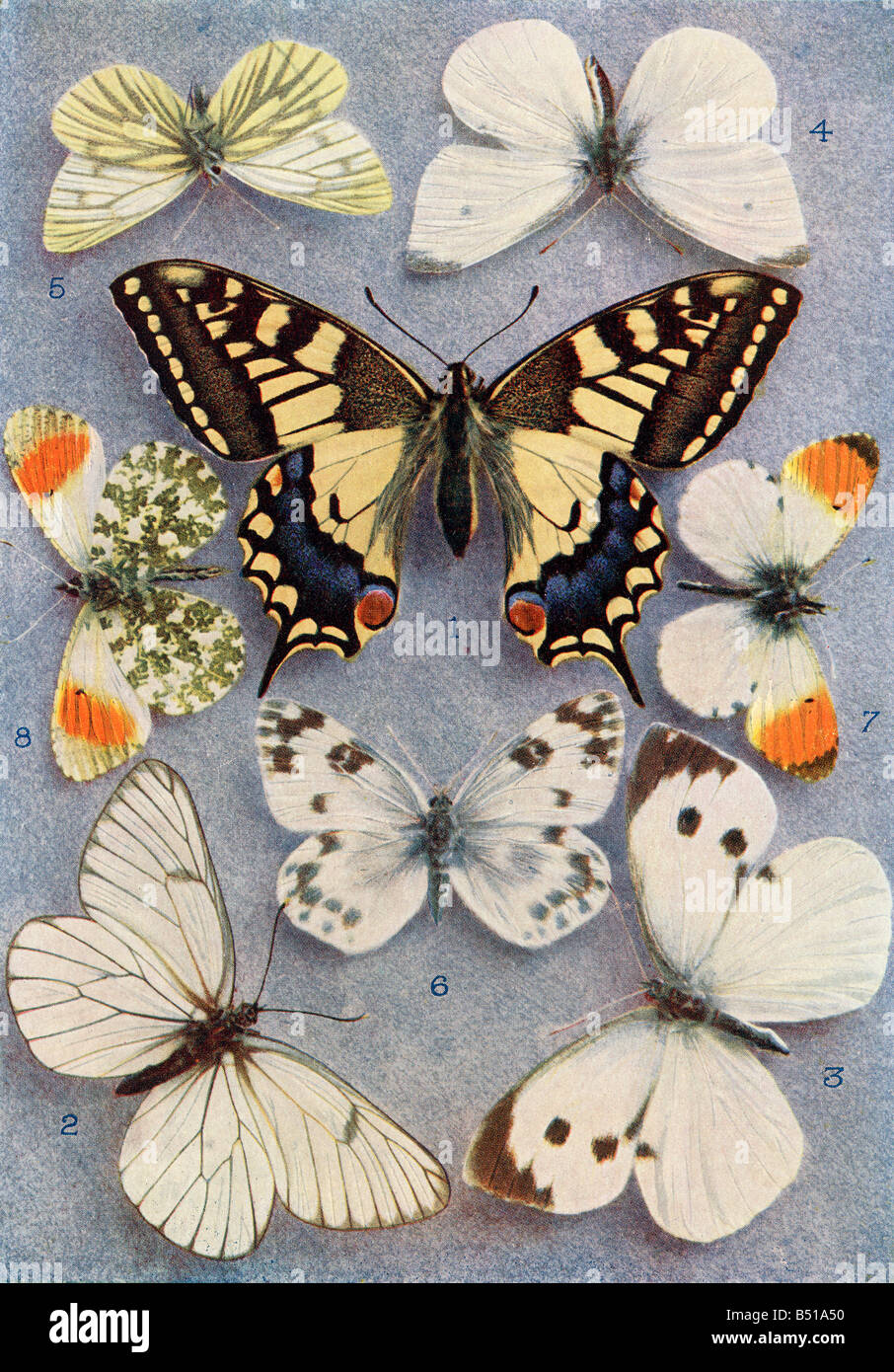 Grand papillon a imprimer Banque de photographies et d’images à haute ...