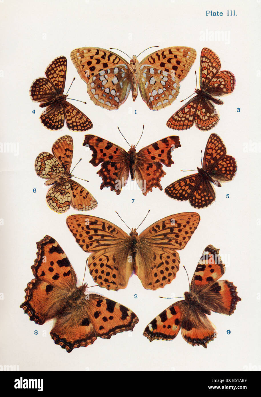 Grand papillon a imprimer Banque de photographies et d’images à haute ...