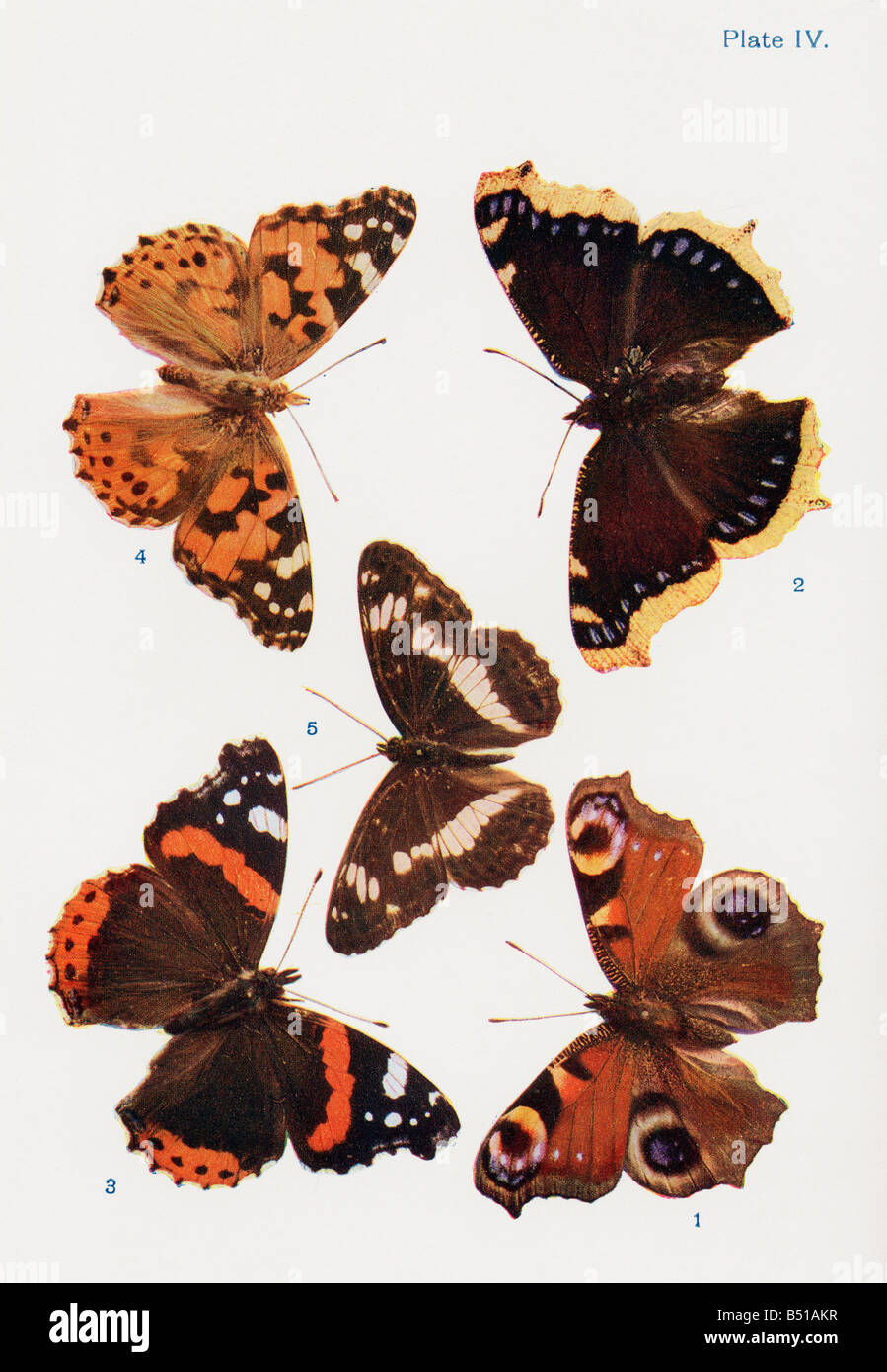 Papillon papillon insectes insectes Banque de photographies et d’images ...