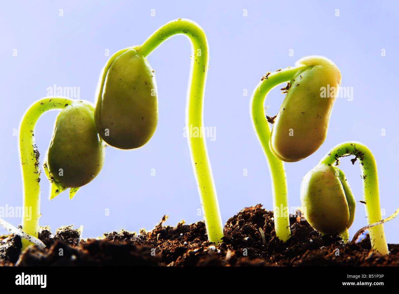 Haricot en germination Banque de photographies et d’images à haute ...