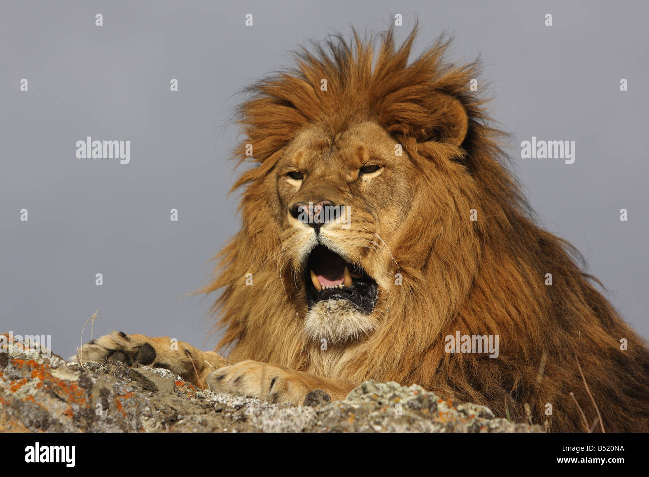 Lion De L'atlas Banque d'image et photos - Alamy