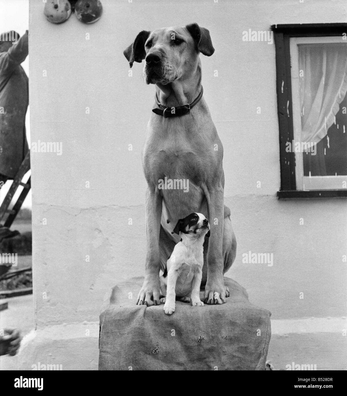 Petit chien et grand chien Banque de photographies et d’images à haute ...