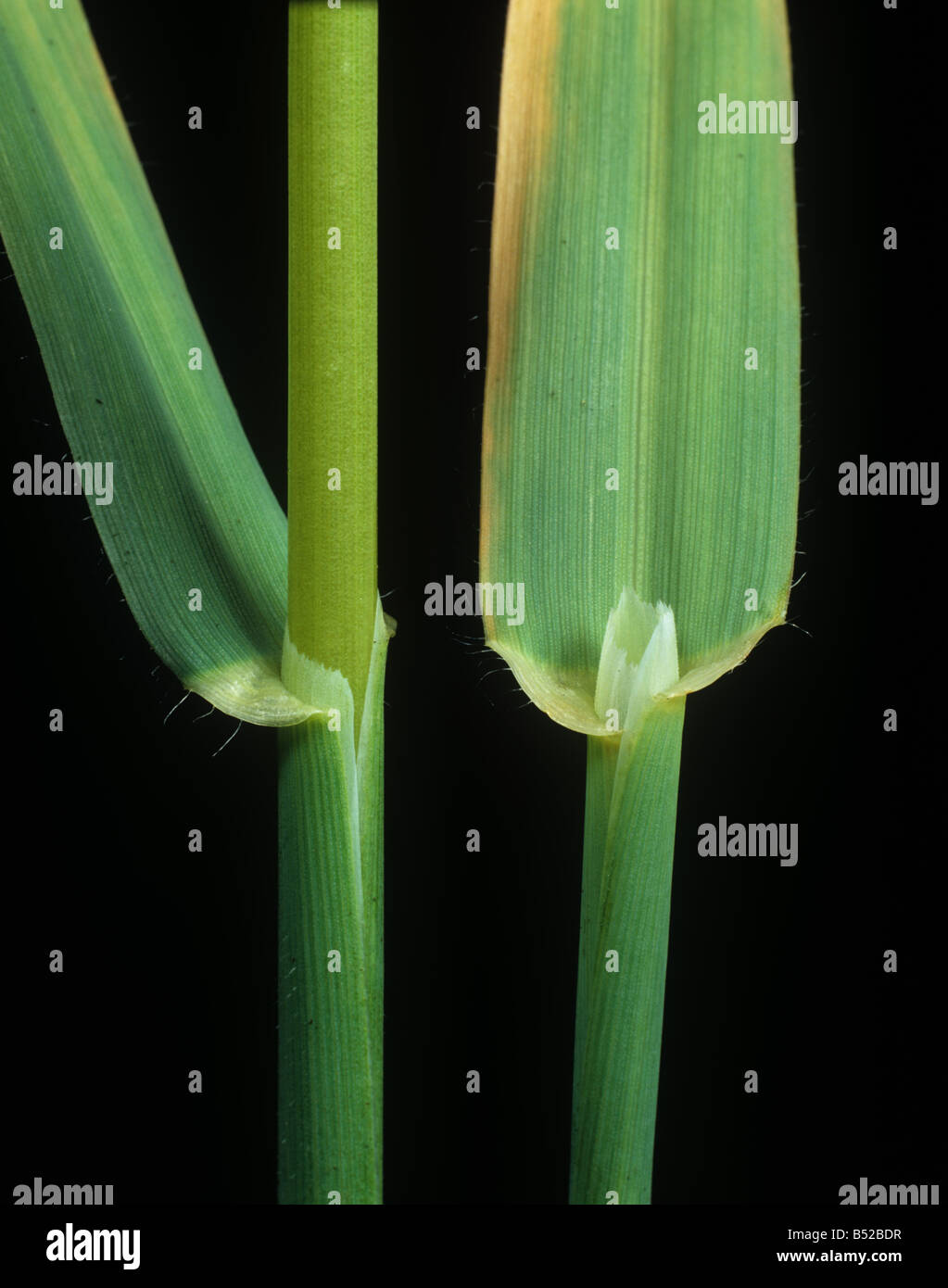 Avena ludoviciana Banque de photographies et d’images à haute ...