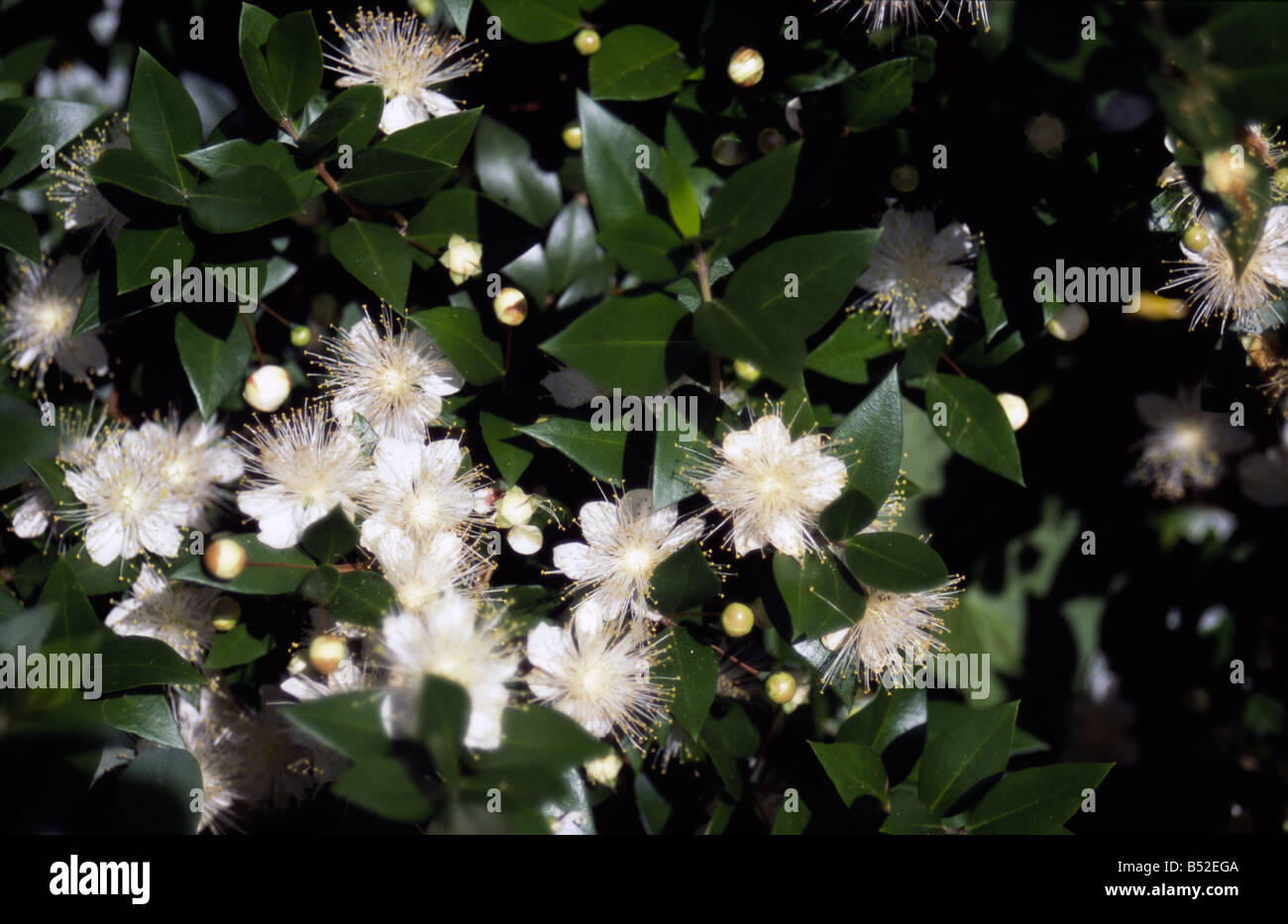 Myrtle flowers myrtus communis Banque de photographies et d’images à ...