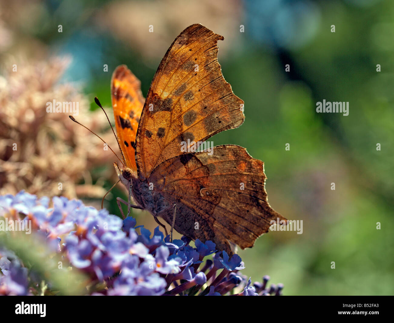 Question mark butterfly Banque de photographies et d’images à haute ...