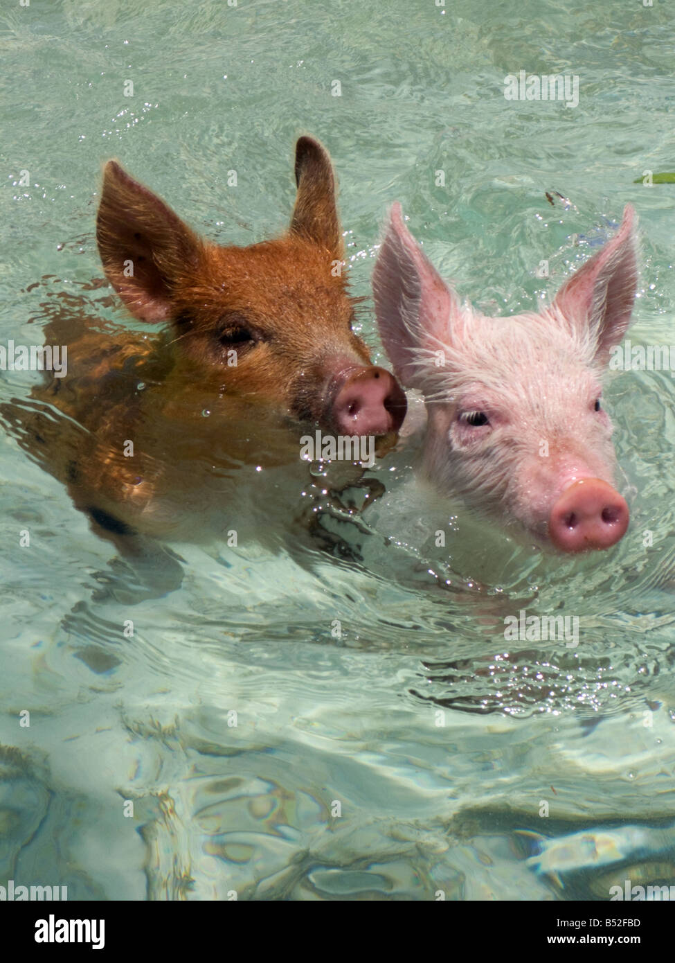 Bahamas de cochons nageurs Banque de photographies et d’images à haute ...