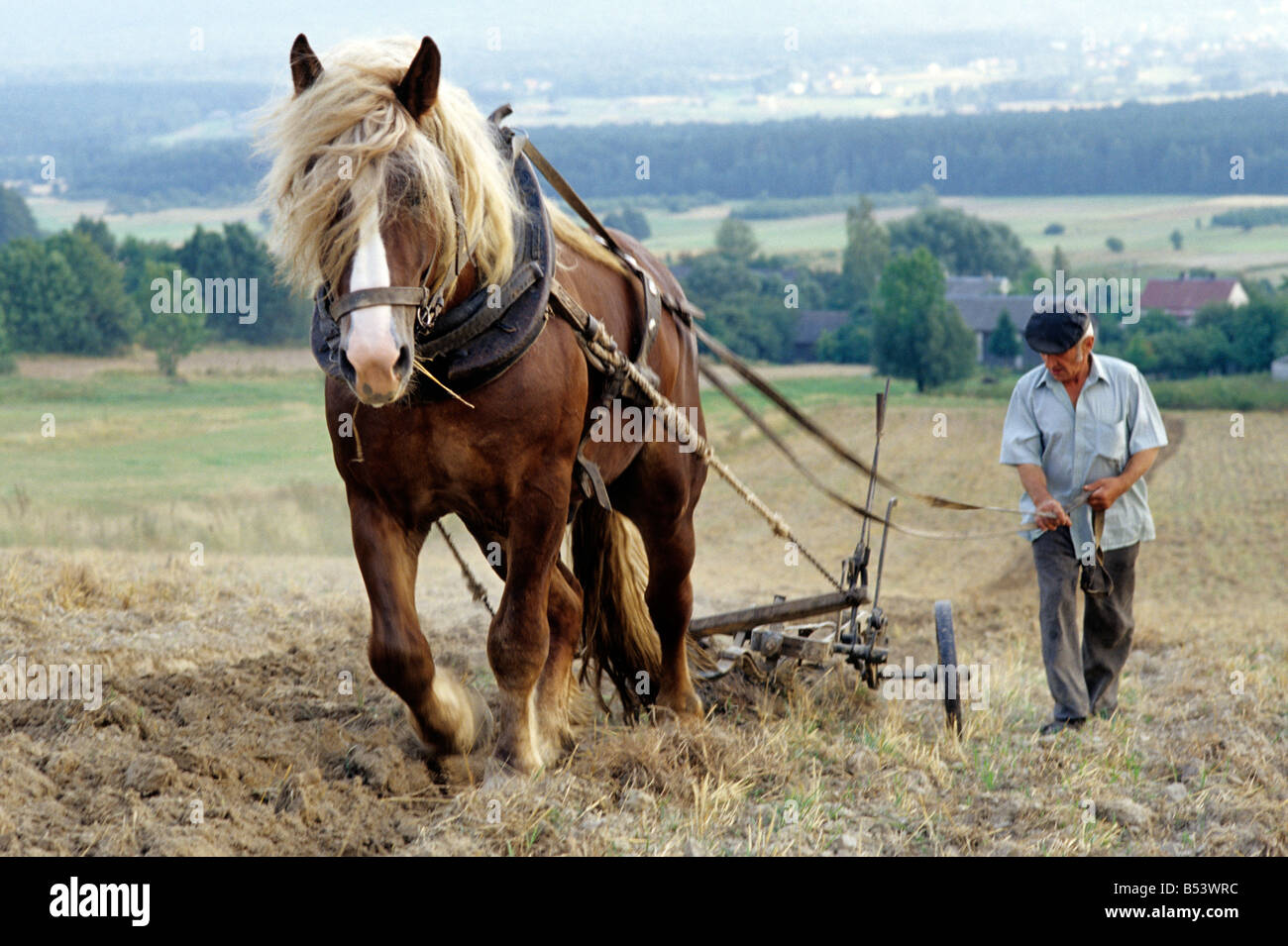 Pologne Psary village, le travail du sol charrue cheval avec labeur ...