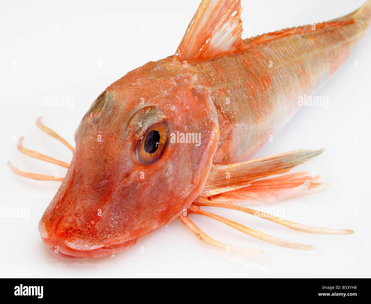 Poisson grondin Banque de photographies et d’images à haute résolution ...