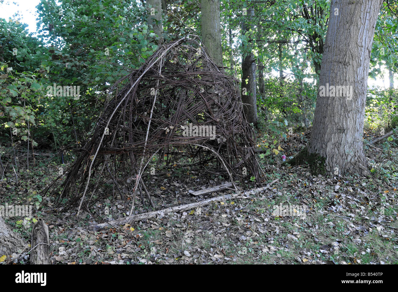 Osier saule Banque de photographies et d’images à haute résolution - Alamy