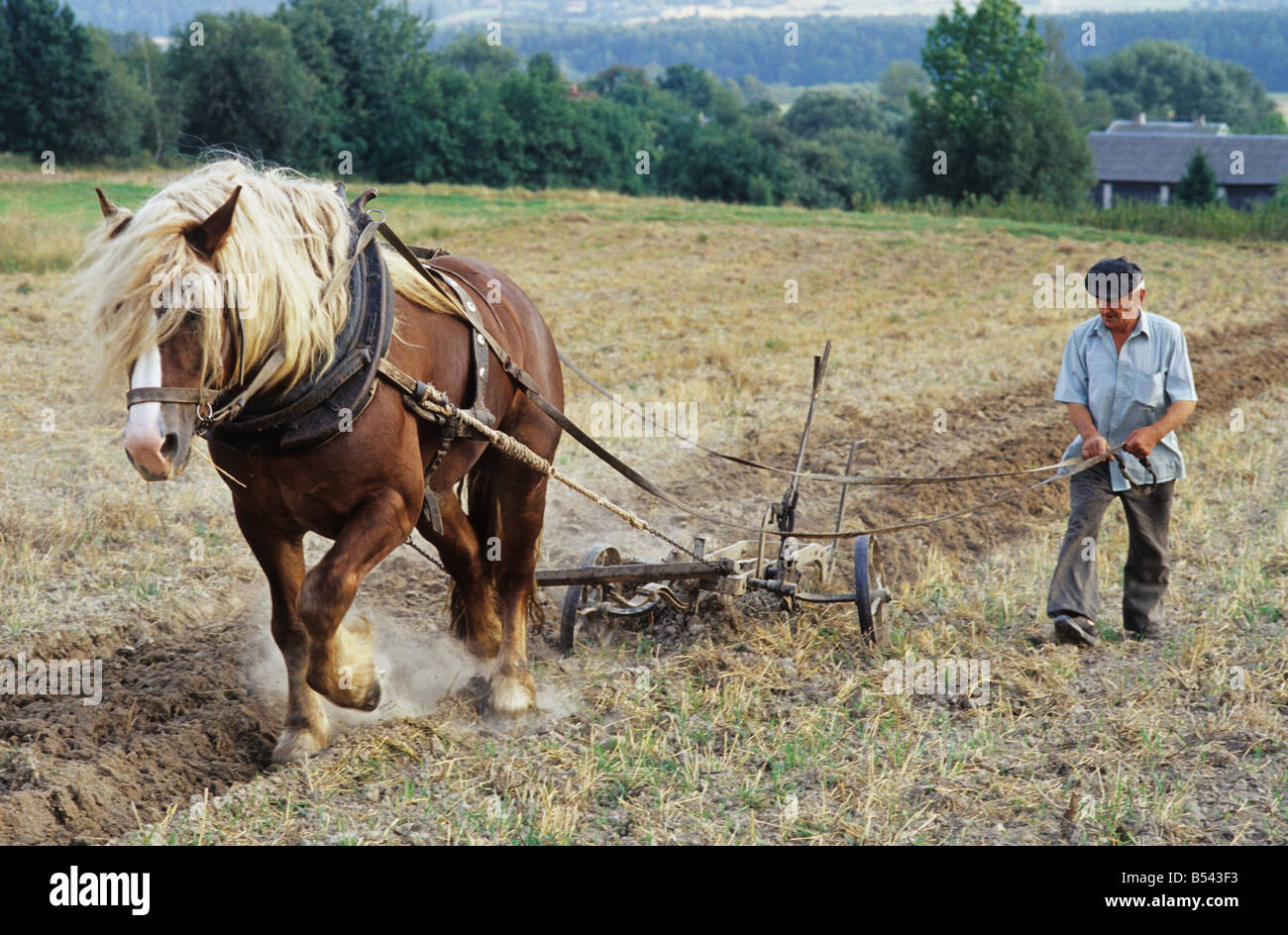Travail du sol travail pénible avec charrue à cheval Banque de ...