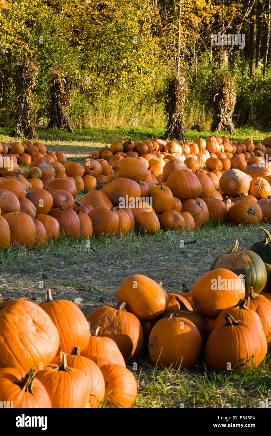 Pick your own pumpkins Banque de photographies et d’images à haute ...