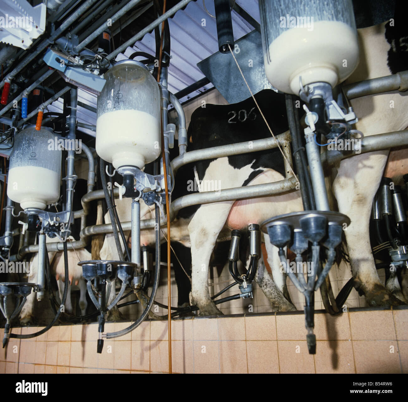 Pis de vaches Banque de photographies et d’images à haute résolution ...