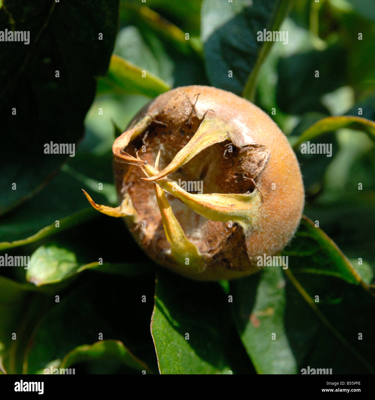 Medlar fruit Banque de photographies et d’images à haute résolution - Alamy