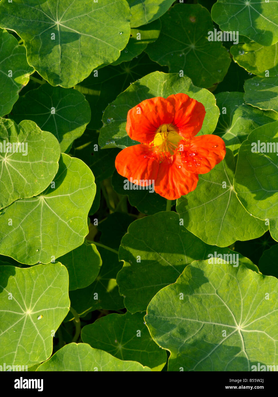 Indian cress tropaeolum majus Banque de photographies et d’images à ...