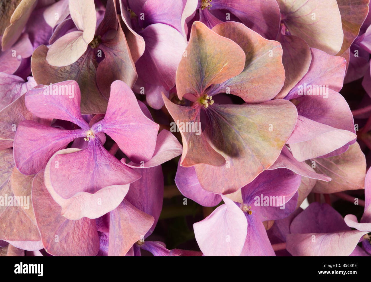 Diane randell Banque de photographies et d’images à haute résolution ...