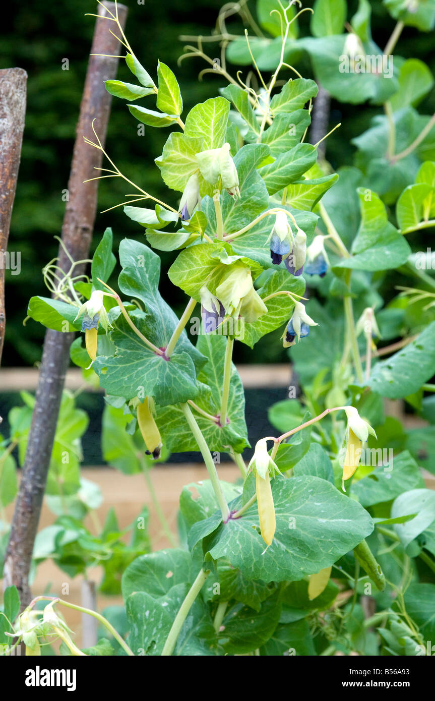 Sweet peas Banque de photographies et d’images à haute résolution - Alamy