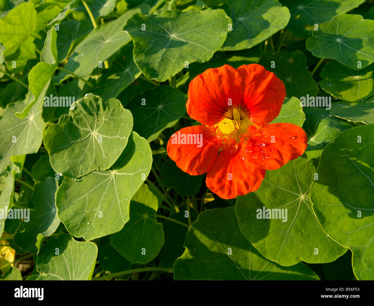 Indian cress tropaeolum majus Banque de photographies et d’images à ...