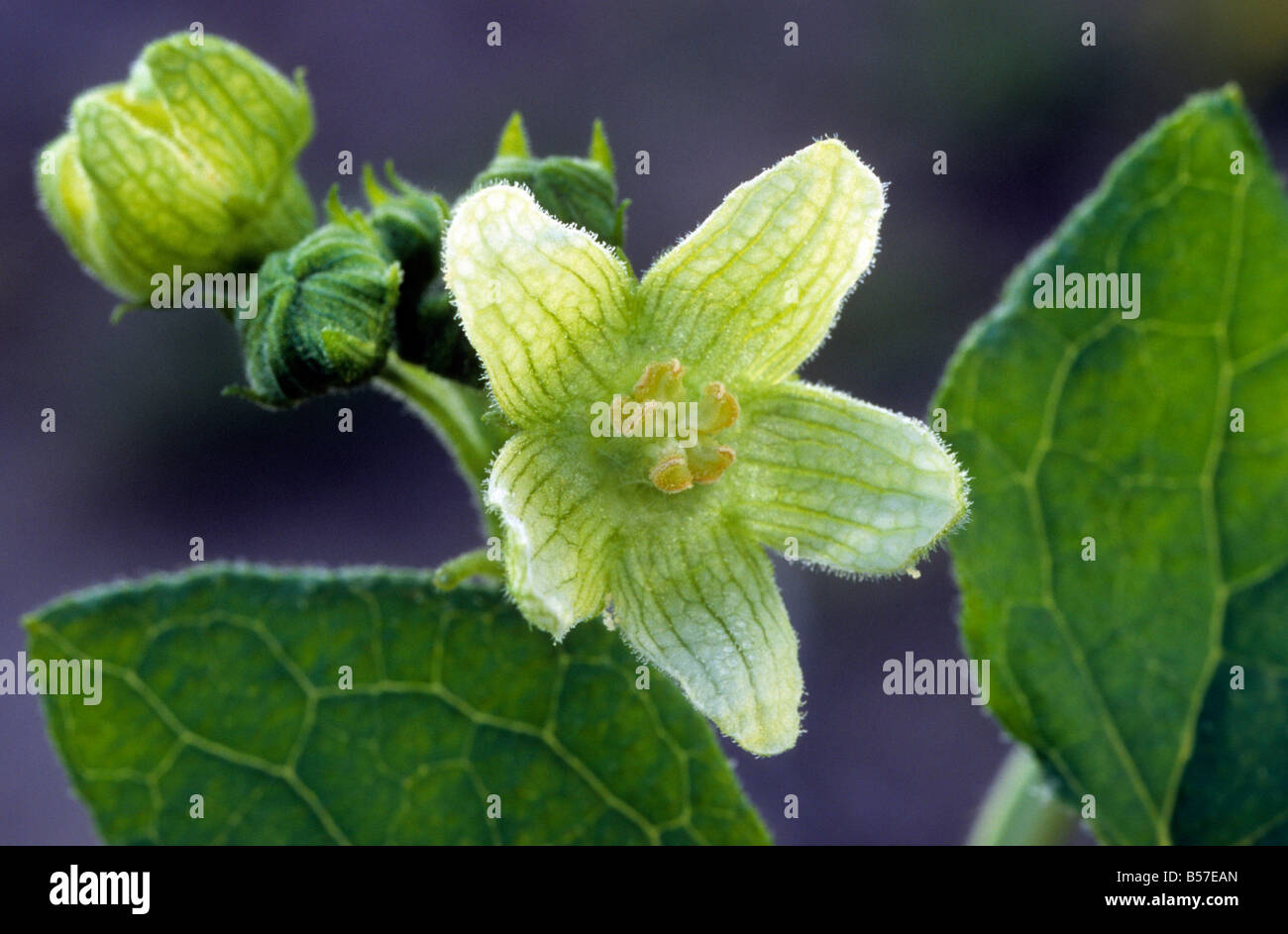 Bryonia cretica dioica Banque de photographies et d’images à haute ...